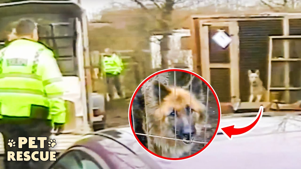 Anonymous Tip Exposes One of the Most Shocking Cases of Dog Abuse - YouTube