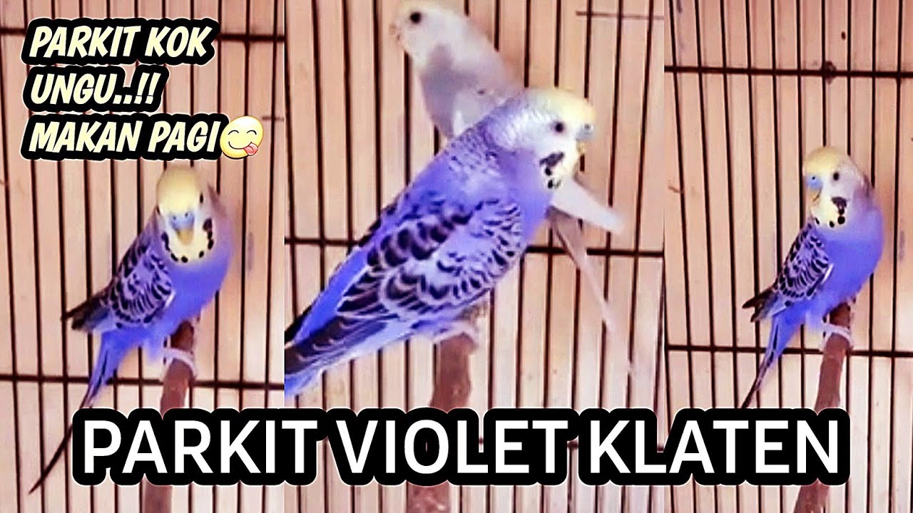 BURUNG PARKIT VIOLET KLATEN || MAKAN PAGI @MasDwiHeru #klaten #parkit # ...