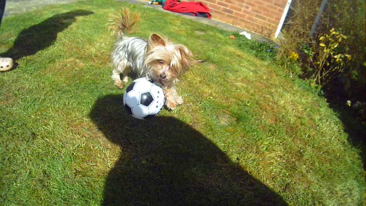 Football Mad Yorkshire Terrier Cute Yorkie World Cup - YouTube