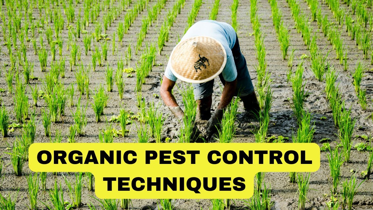 ORGANIC Pest Control | Innovations for Sustainable Farming | Pest ...