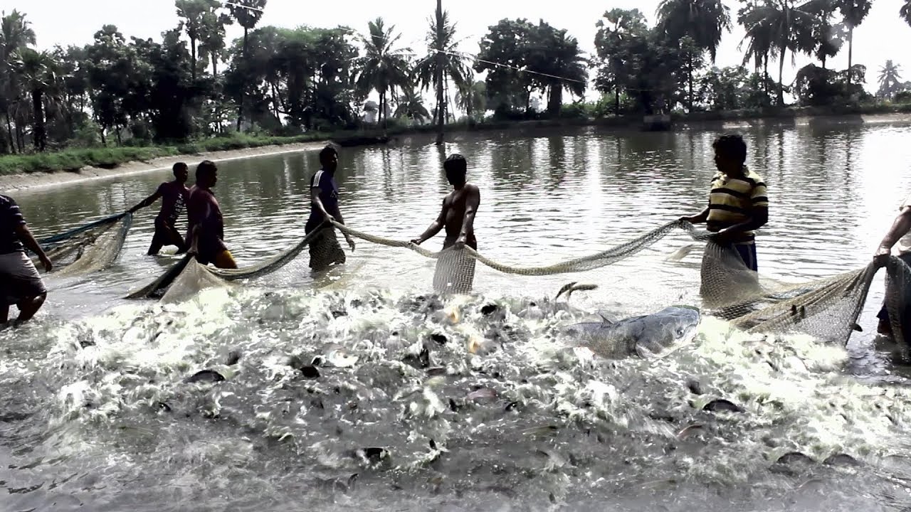 Lot of Fish Catching Using The fishing Net Big Pond - YouTube