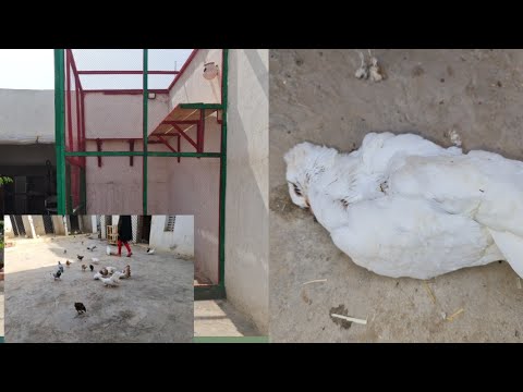 Sary Mini Zoo Ki Safai Kr Di || Hamry Do Pigeon Mr Gy - YouTube