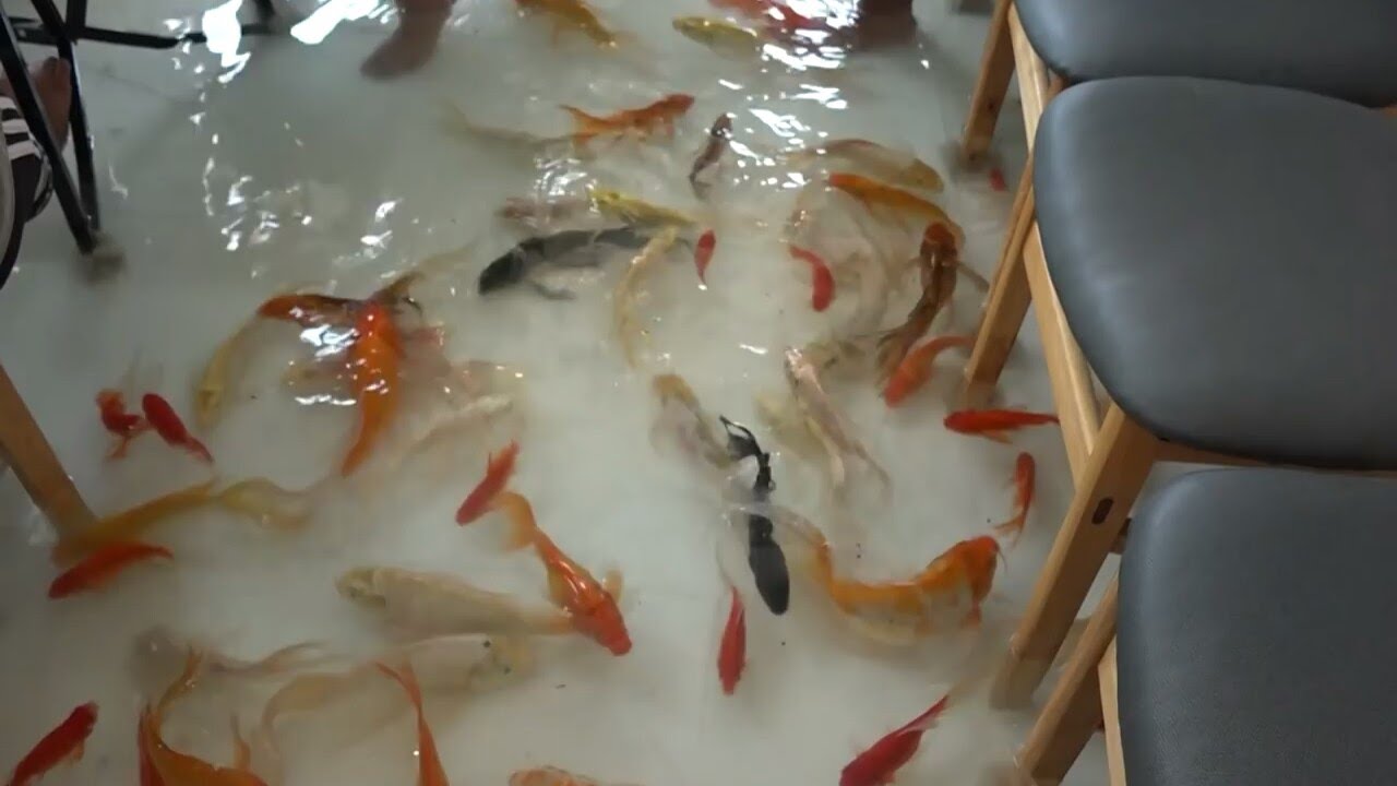 Drink coffee in a tank of thousands of Japanese carp in Saigon - YouTube