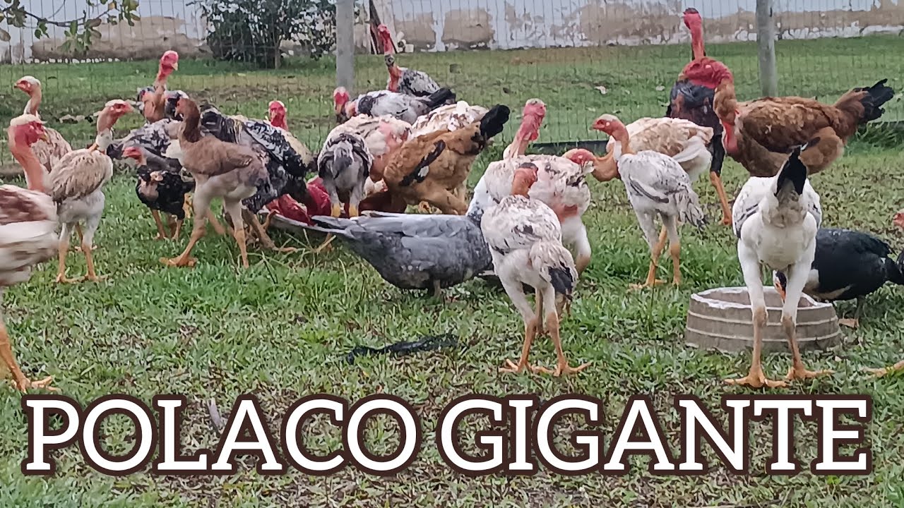 CRIAÇÃO DE POLACOS GIGANTES - YouTube