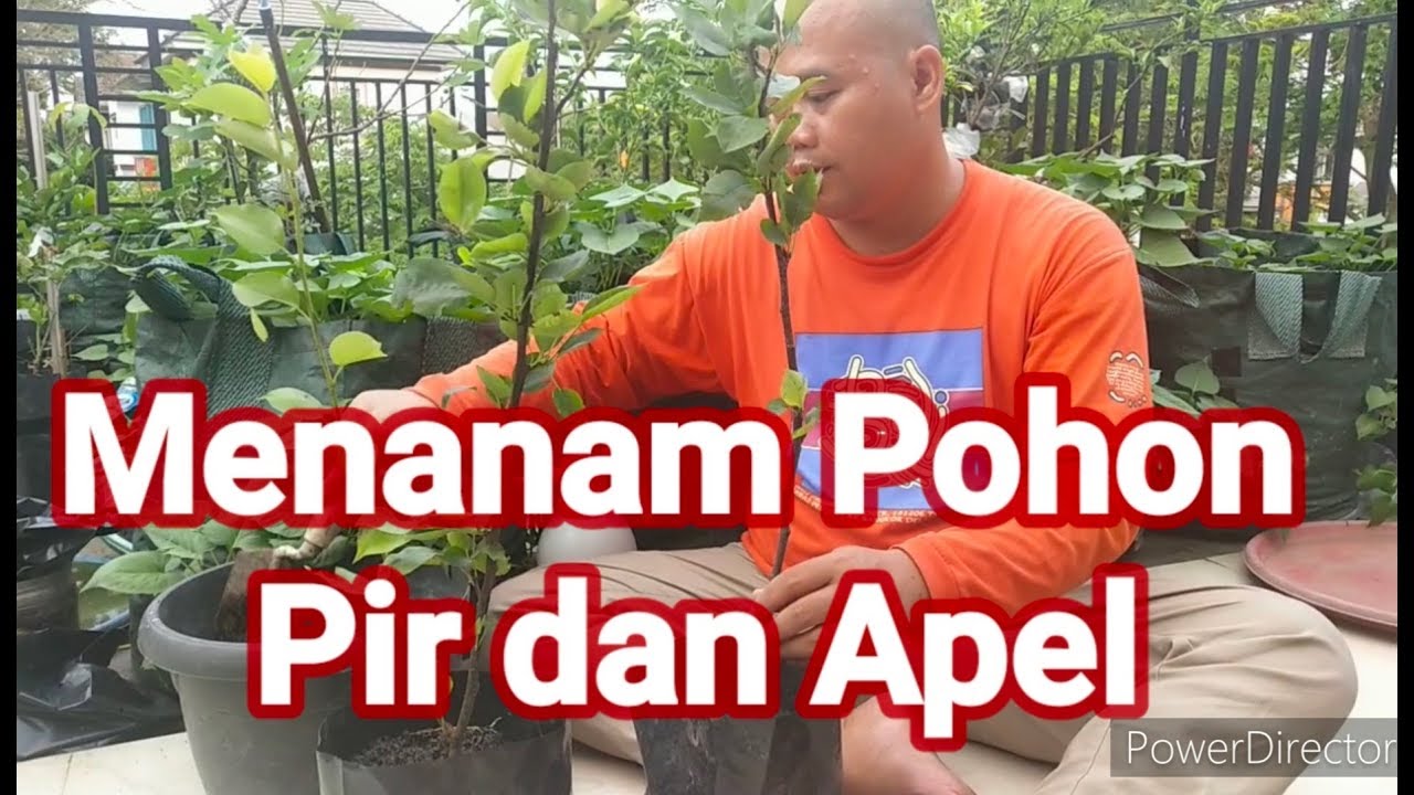 Menanam Pohon Pir dan Apel ( Planting Pear and Apple Trees ) - YouTube