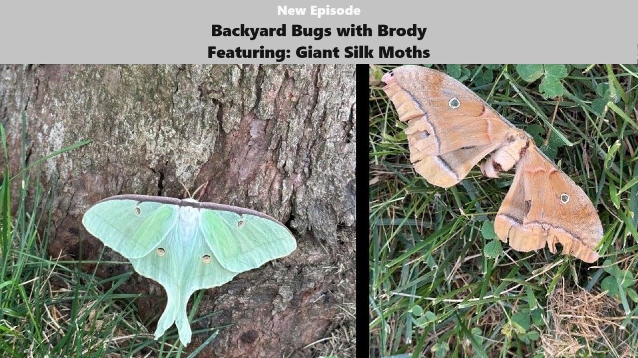 Giant Silk Moths (Luna & Polyphemus) - YouTube