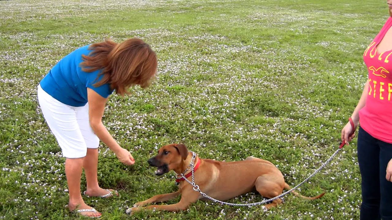 Cherry - Rhodesian Ridgeback tricks and wild Alligator - YouTube