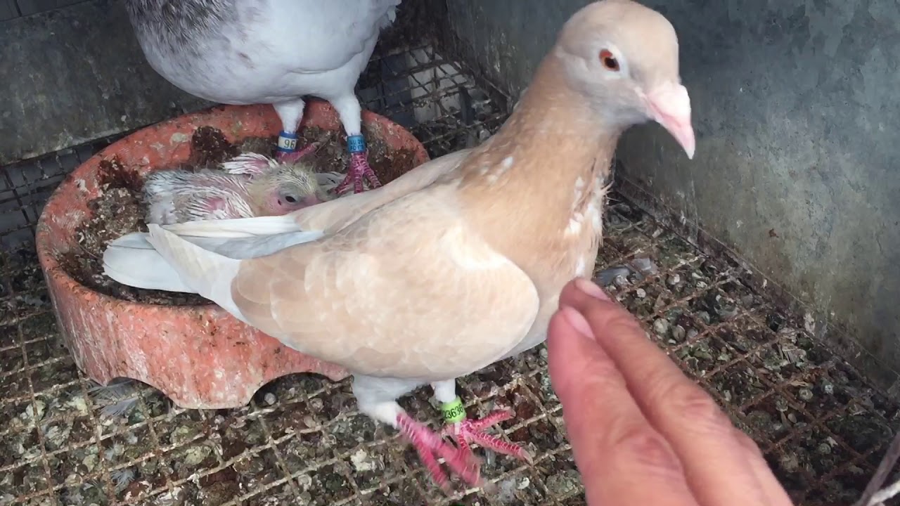1WEEK OLD RACING HOMING PIGEONS - YouTube