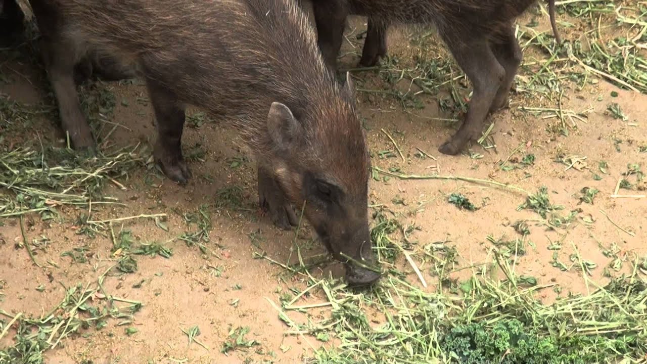 Wild Pigs Feasting at San Diego Zoo - YouTube