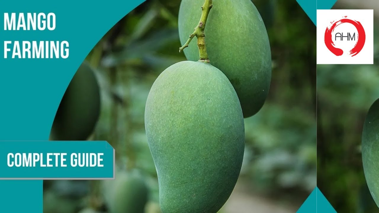 Pakistan Mango's Farming Part 3 - YouTube