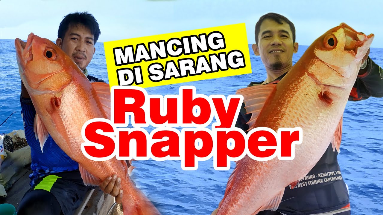 PESTA STRIKE RUBY SNAPPER...!! Mancing teknik dasaran,,, - YouTube