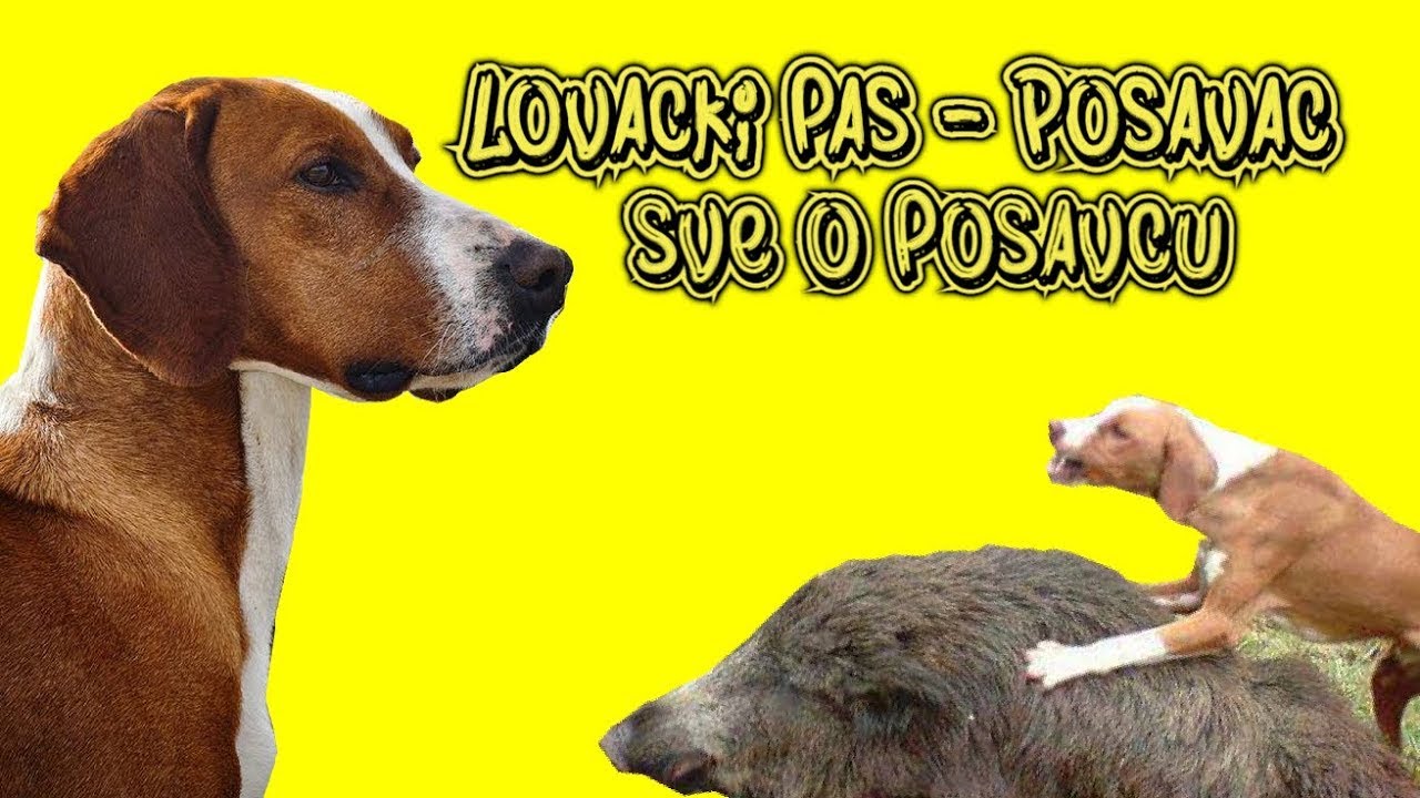 Lovački pas Posavac '' Sve sto niste znali o posavcu'' (VIDEO) - YouTube