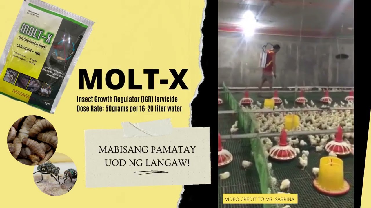 Molt-X Larvicide Fly Control Langaw Control - YouTube