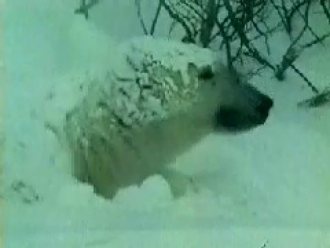 Microsoft Dangerous Creatures CD-ROM (1994) - Animals001 - YouTube