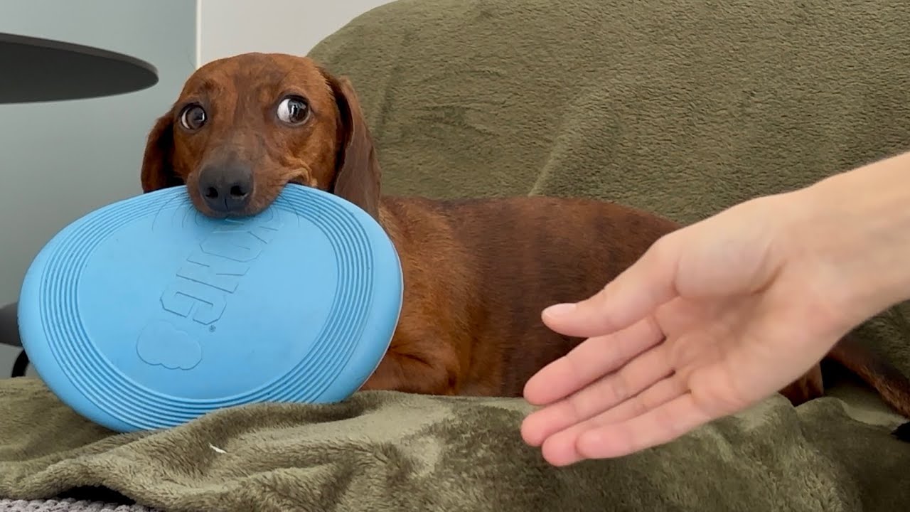 The playful side eye of a mini dachshund - YouTube
