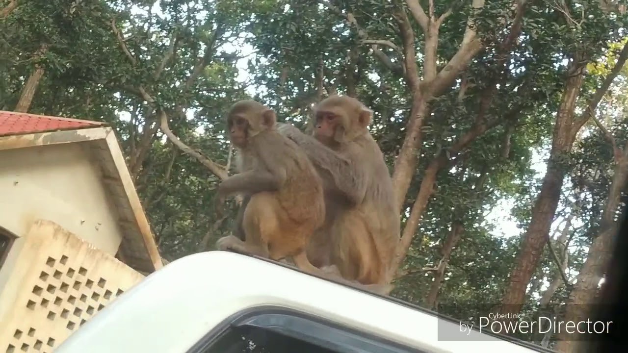 traditional lice pick & nitpicking / lice pick / nitpicking ...