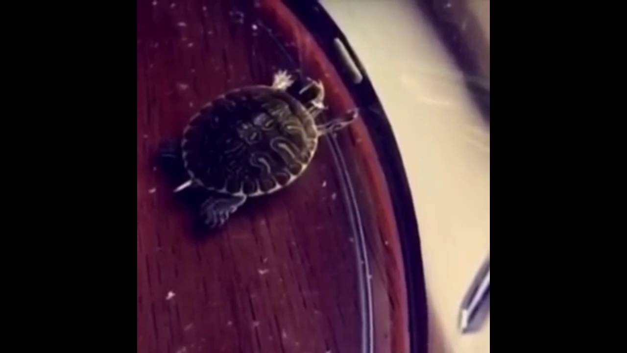 Turtle Dab - YouTube