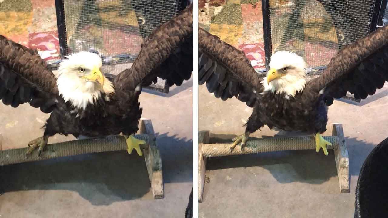 Eagle 'Dances' During Physical Therapy - YouTube