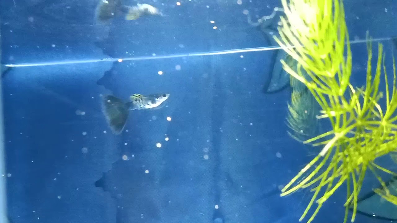 Galaxy Blue Tail Guppy - YouTube