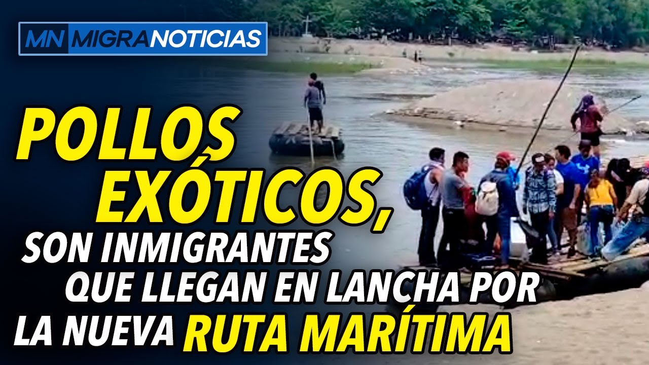 #Pollos #Exóticos, son #inmigrantes que llegan en #lancha por la nueva ...