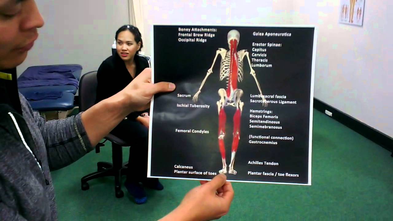 Anatomy Trains - plantar fascia release - YouTube