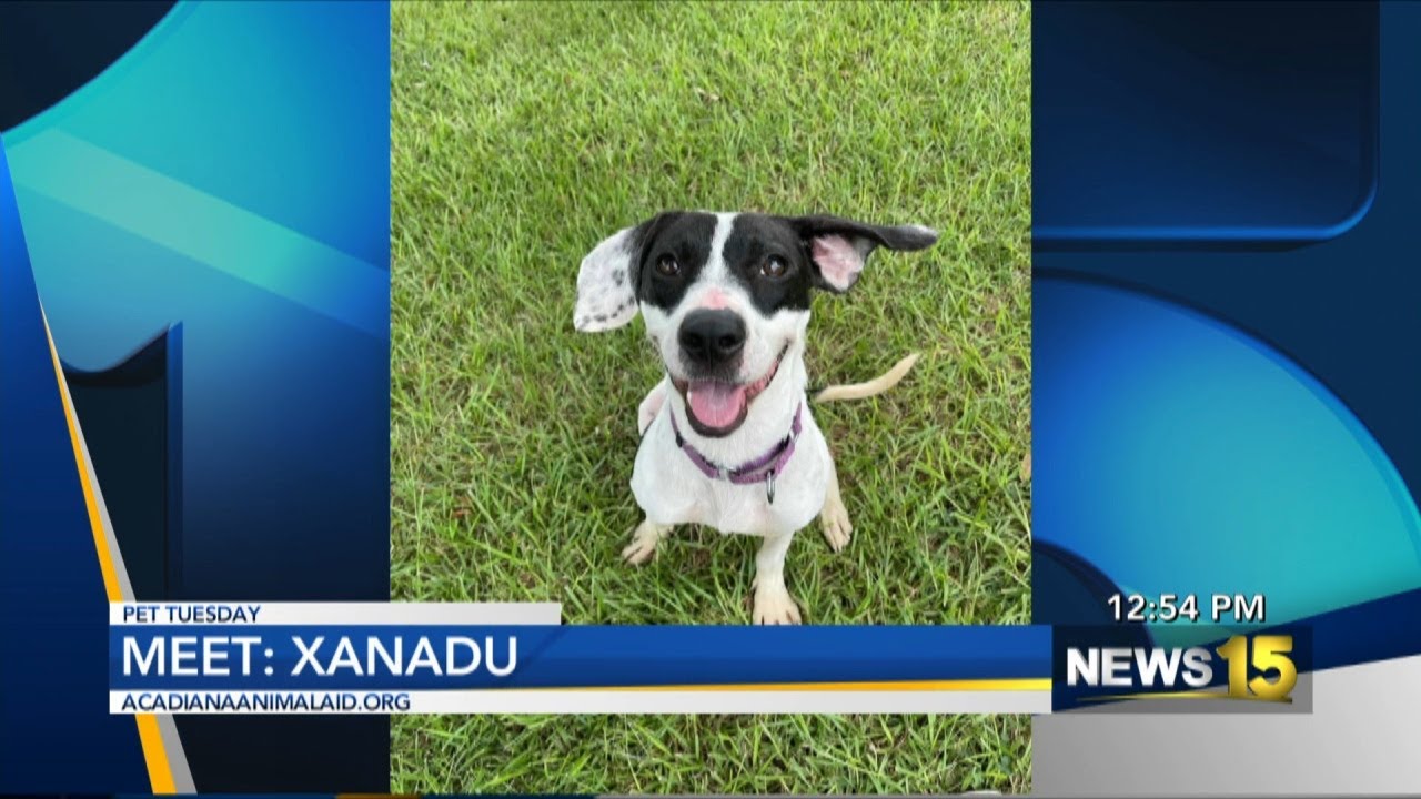 Meet Frankie and Xanadu! Acadiana Animal Aid's Pets of the Week - YouTube