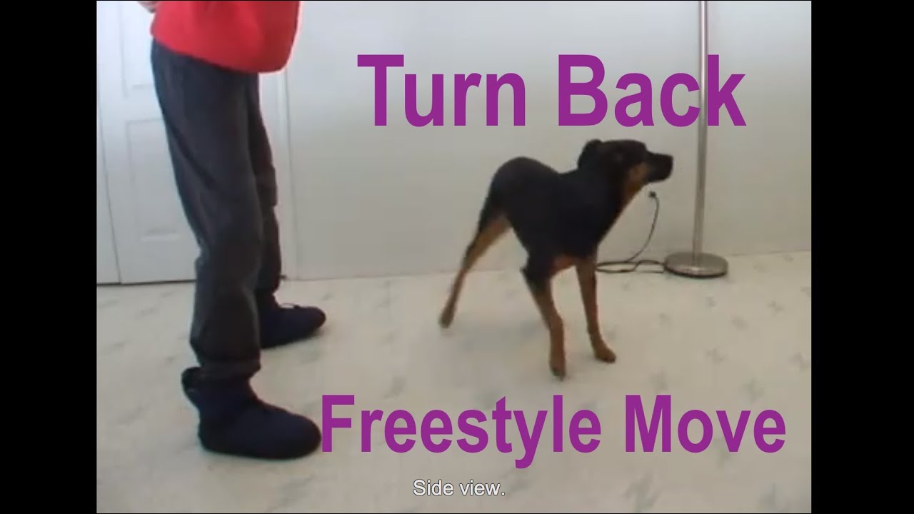 Canine Freestyle: How to Teach Turn & Backing Towards you using # ...