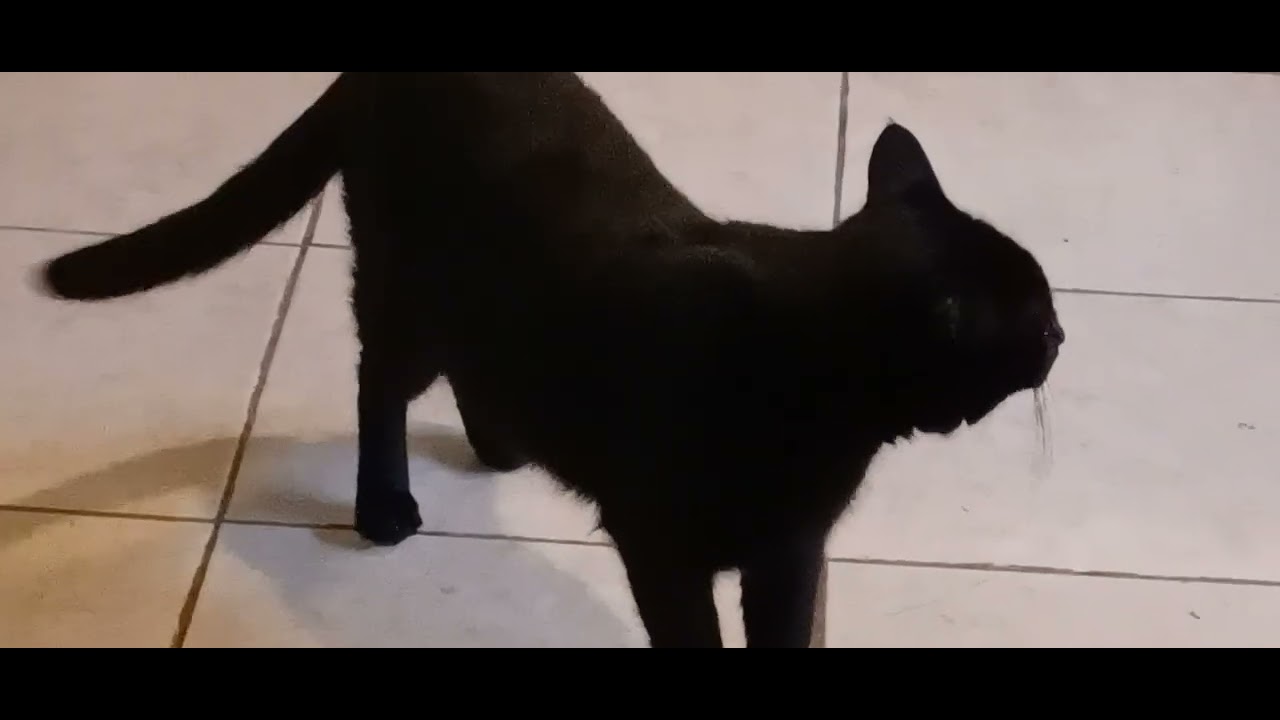 Random indoor cat videos (3) - YouTube