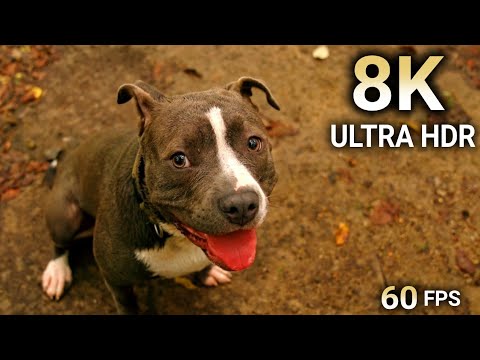 HIGH DEFINITION DOG VIDEO | 8K ULTRA - YouTube