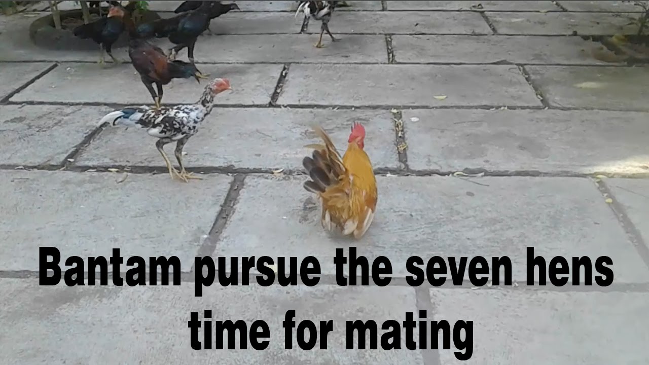 Bantam pursue the seven hens " time for mating" - YouTube