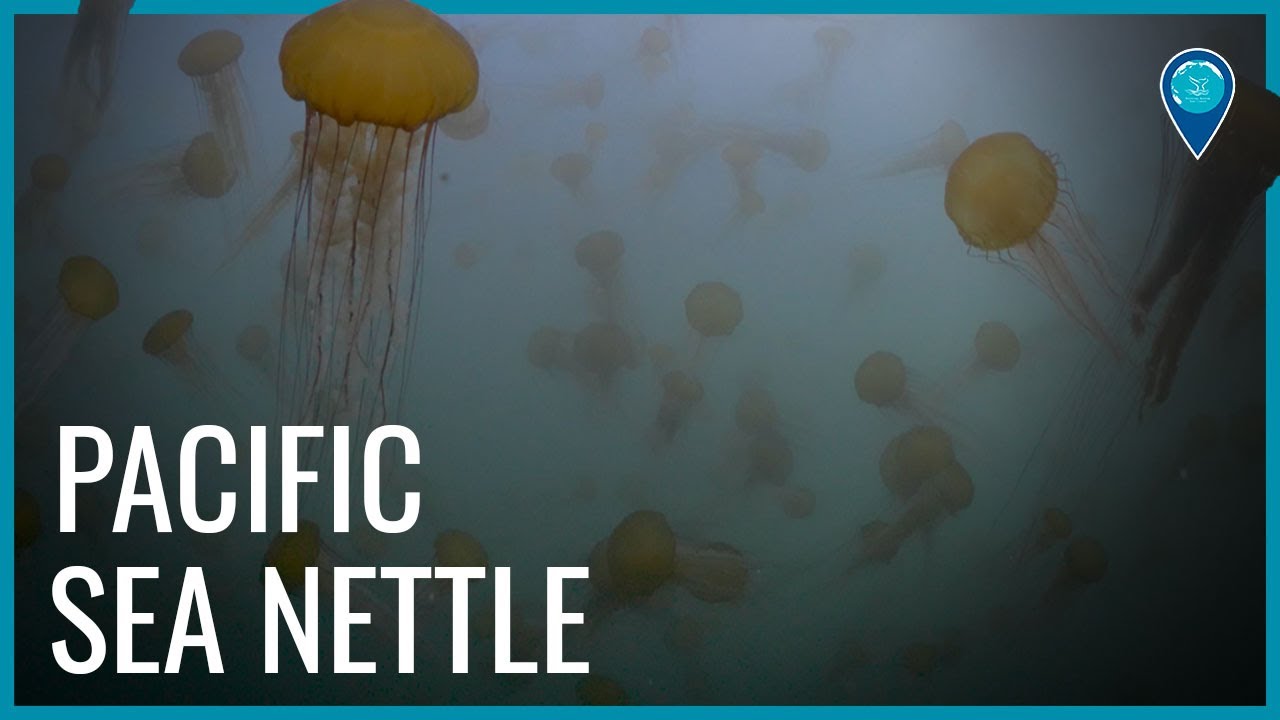 Pacific Sea Nettles of Monterey Bay National Marine Sanctuary - YouTube