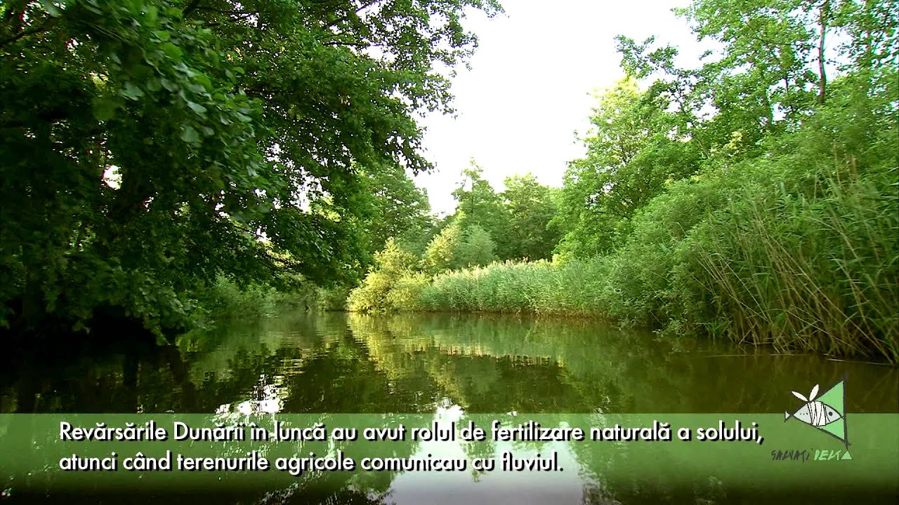 Padurile ripariene mixte - YouTube