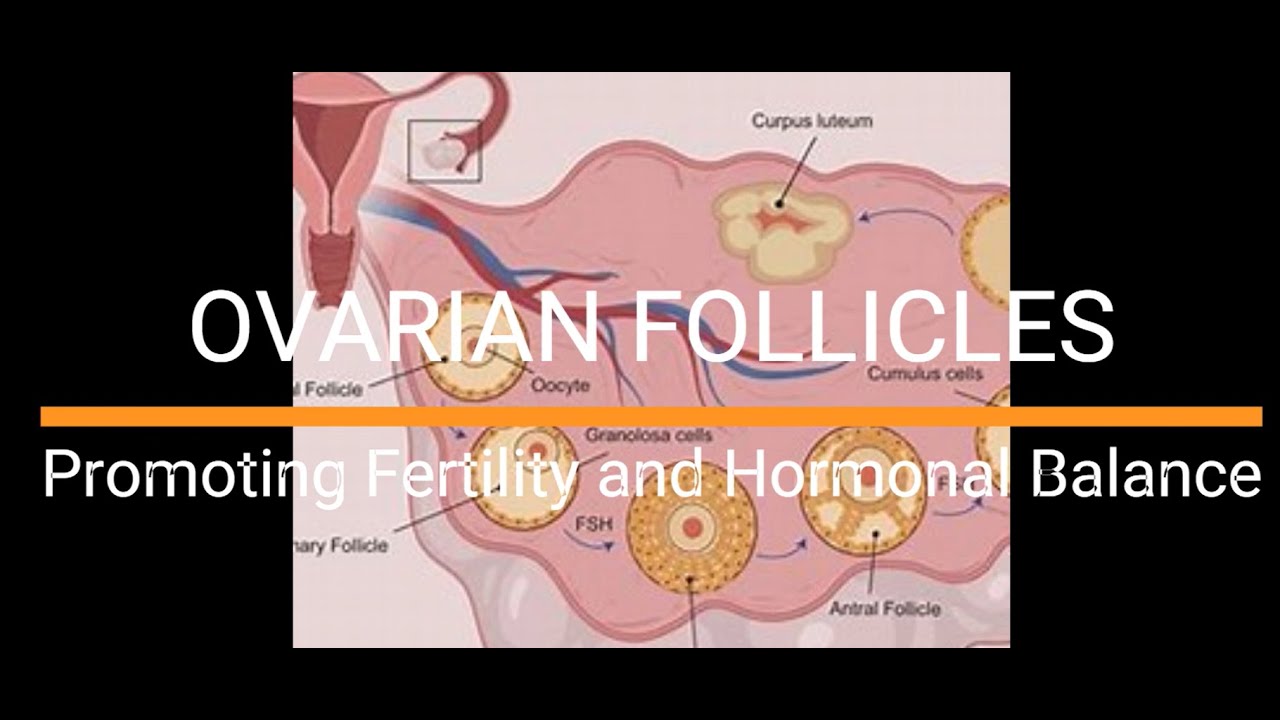5 Tips for Healthy Ovarian Follicles Promoting Fertility and Hormonal ...