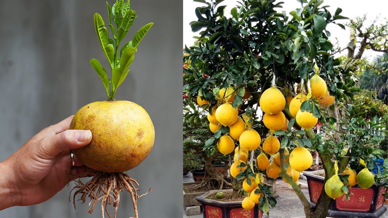 How To Grow Grapefruit With Fruit Easily 100% Success - YouTube