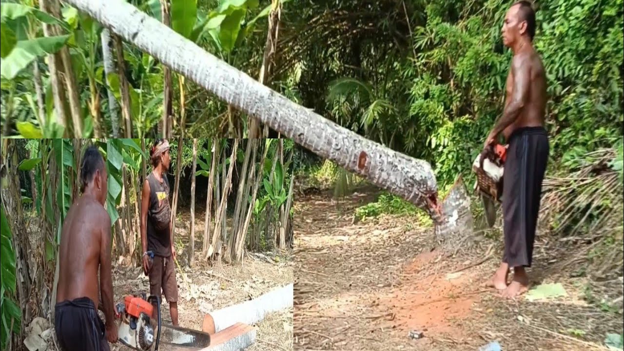 This is the technique of felling and processing inclined coconut wood ...