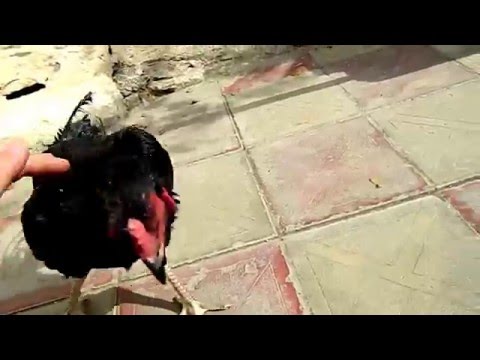 Qara  Heyrati   6  ayliq  --  suleyman.kerimov@mail.ru