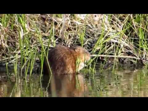 145 Ondatra pižmová, Ondatra zibethica, Muskrat, Jarmila Kačírková ...