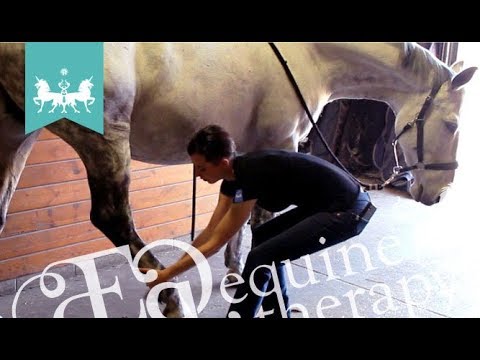 Equine Stretching & Mobilization #8: Hamstring ROM - YouTube