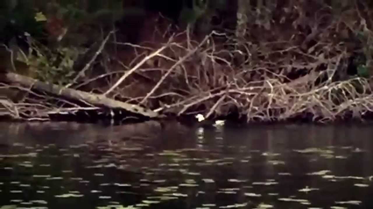 Bald eagle swimming with fish! - YouTube