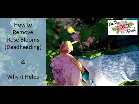 🌹 Deadheading Roses: Why Remove old Blooms? / Pruning Roses - YouTube