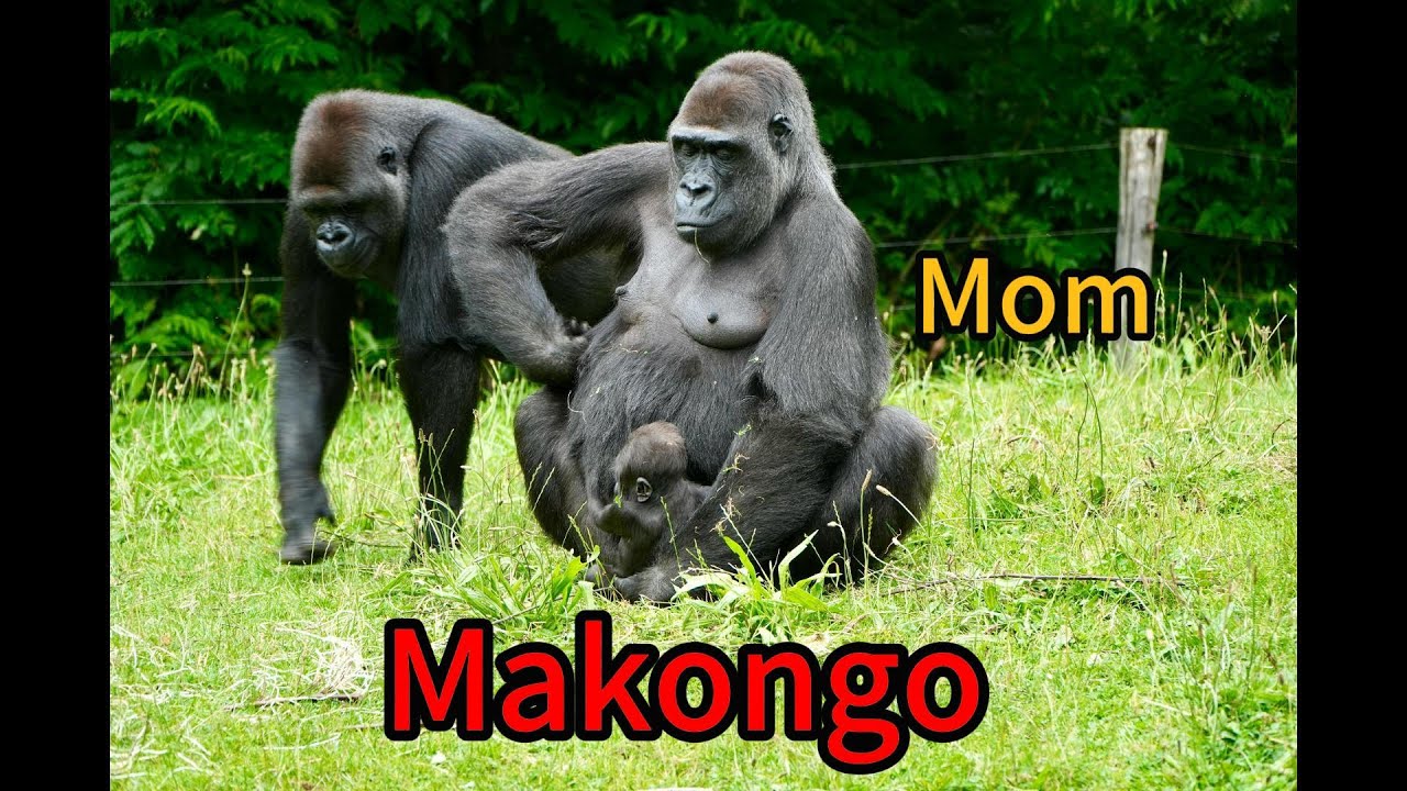 Baby Makongo Turns 90 Days Old | The Lomako’s Group - YouTube