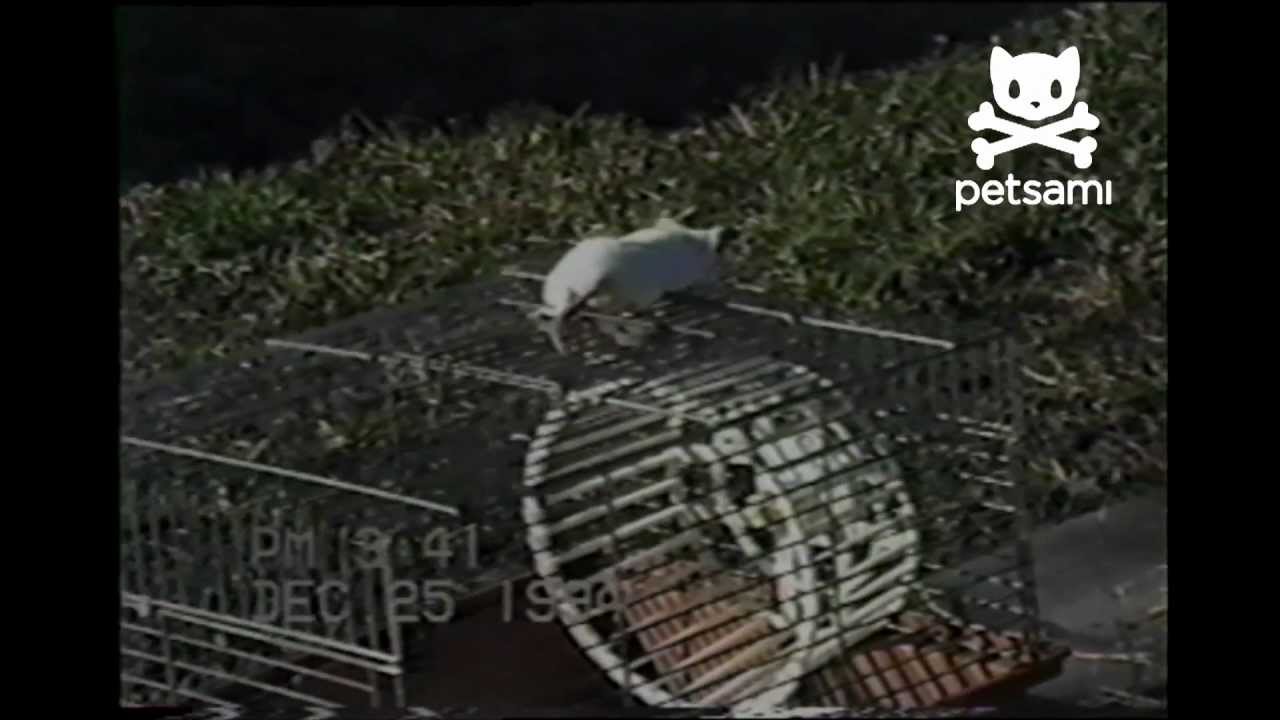 Hawk swoops down and snatches boy's pet mouse - YouTube