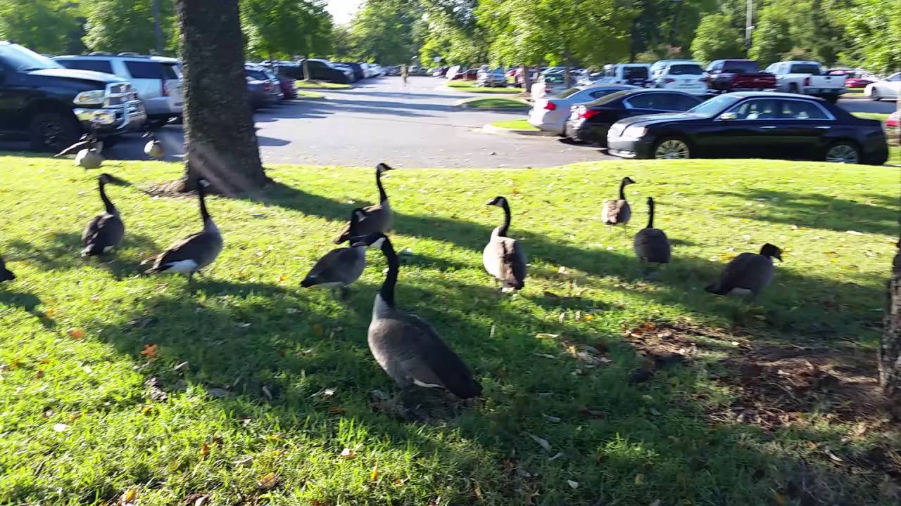 Canada geese in parking lot - YouTube