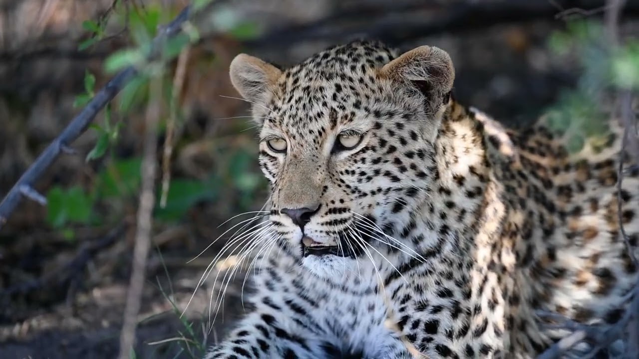 Leopard, Botswana - YouTube