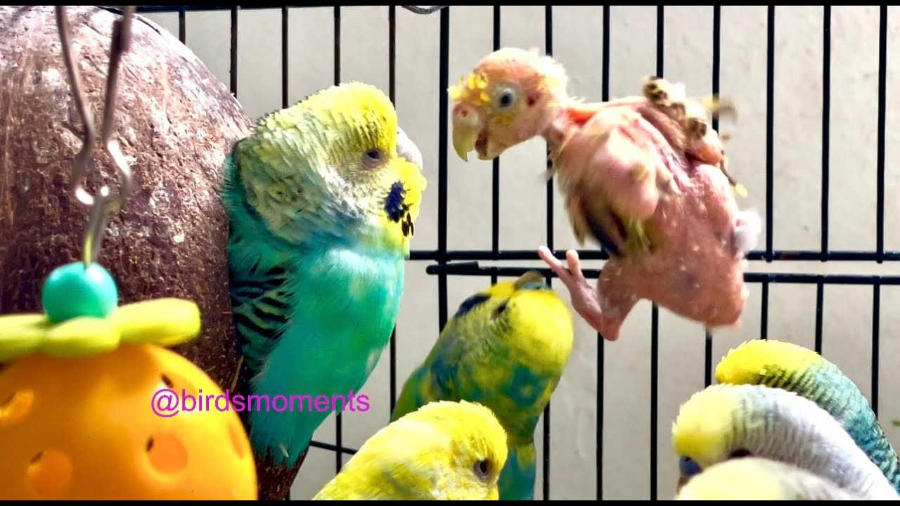 Two female budgies tussle for the coconut nest. Polly the PFBD female ...