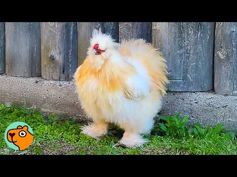 Silkie Chicken Acts Like A Dog When He Dances For Mom’s Attention | Cuddle Buddies