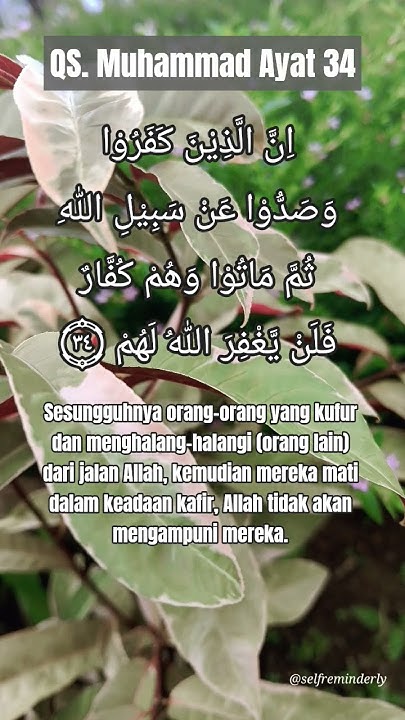 QS. Muhammad Ayat 34 #alquran #surahmuhammad #misharyrashidalfasy #quranrecitation #shortquran# ...