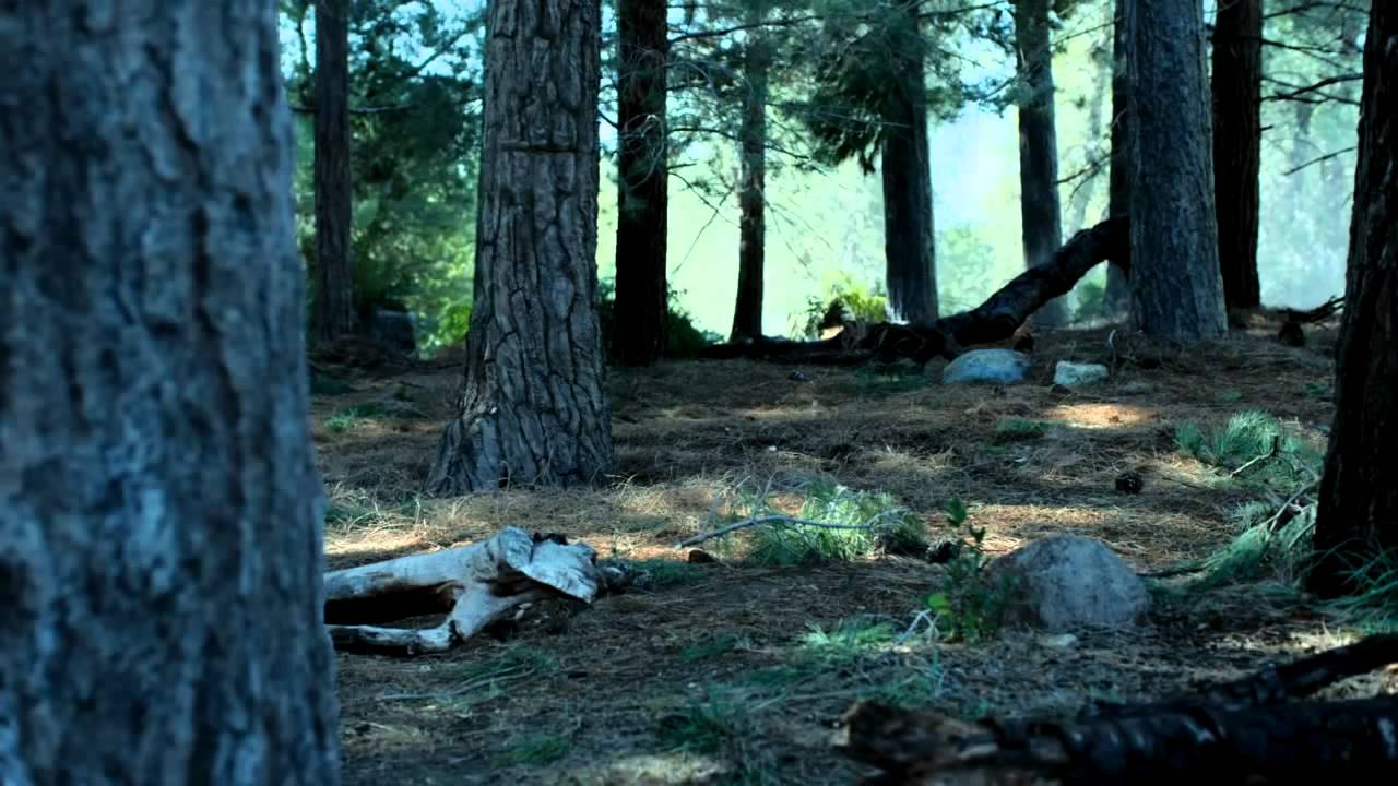 GEICO Trees do make sounds when they fall - YouTube