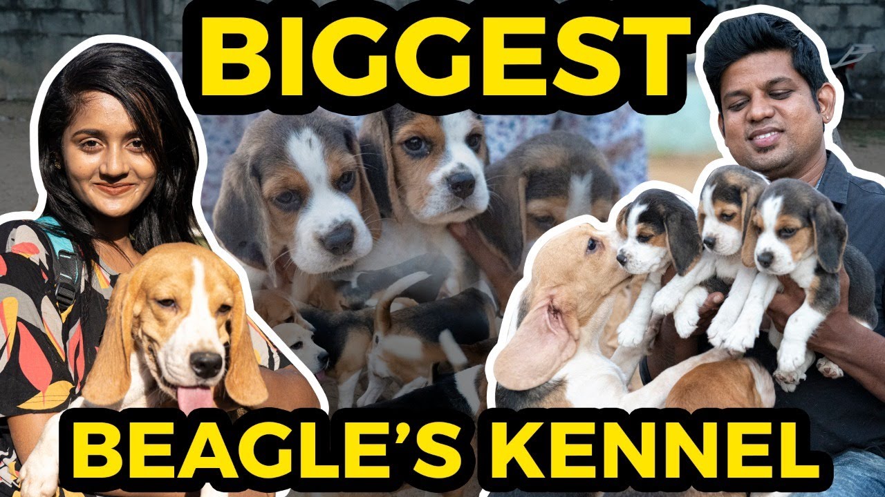 Biggest Beagle's Kennel @ Chennai. - YouTube