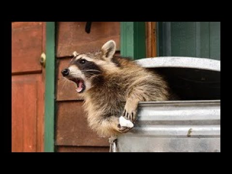 Weird Trash Buiid - YouTube